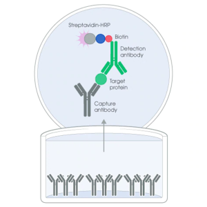 How does ELISA test help to detect HIV?